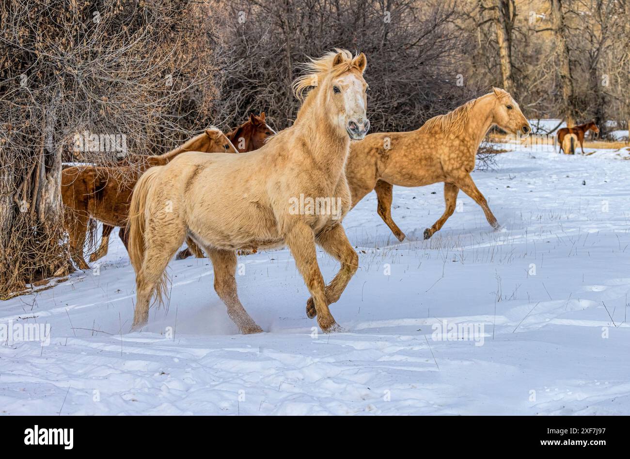 Joe horn hi-res stock photography and images - Alamy
