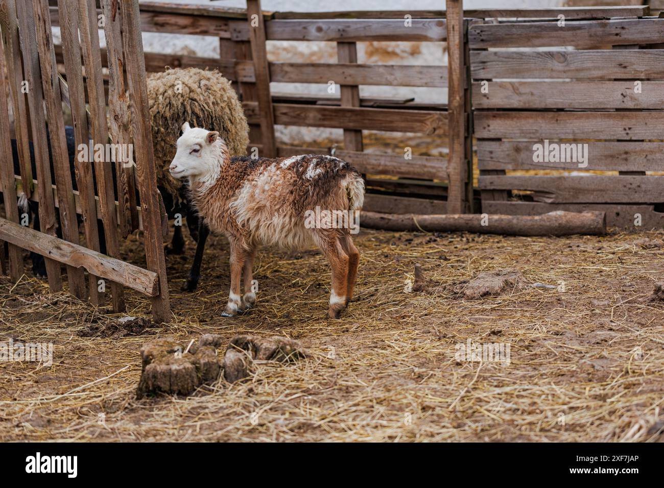lambs walking together in a farm yard. The lamb on the left is brown ...