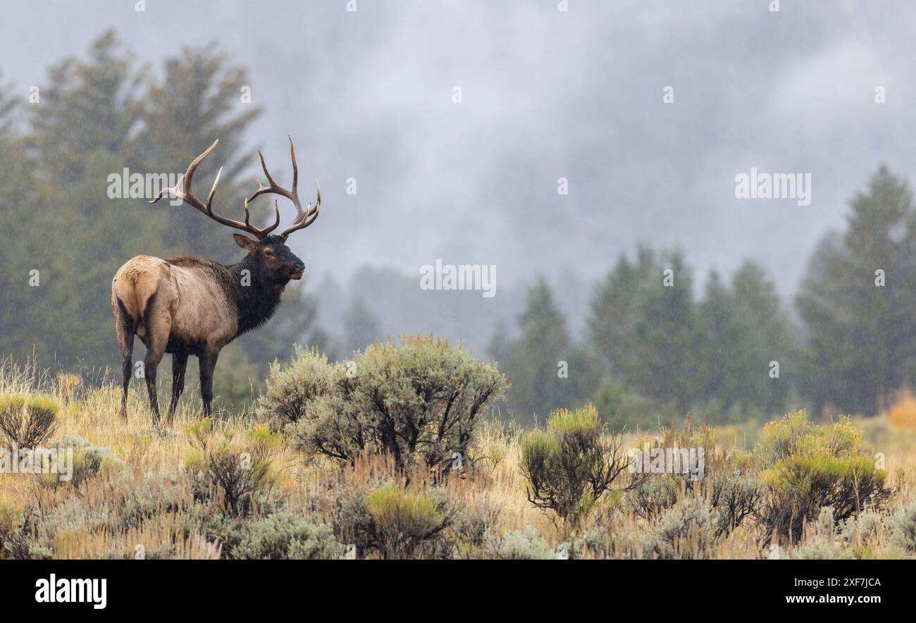 Bull elk, autumn rain in the sage brush country of the Rocky Mountains ...