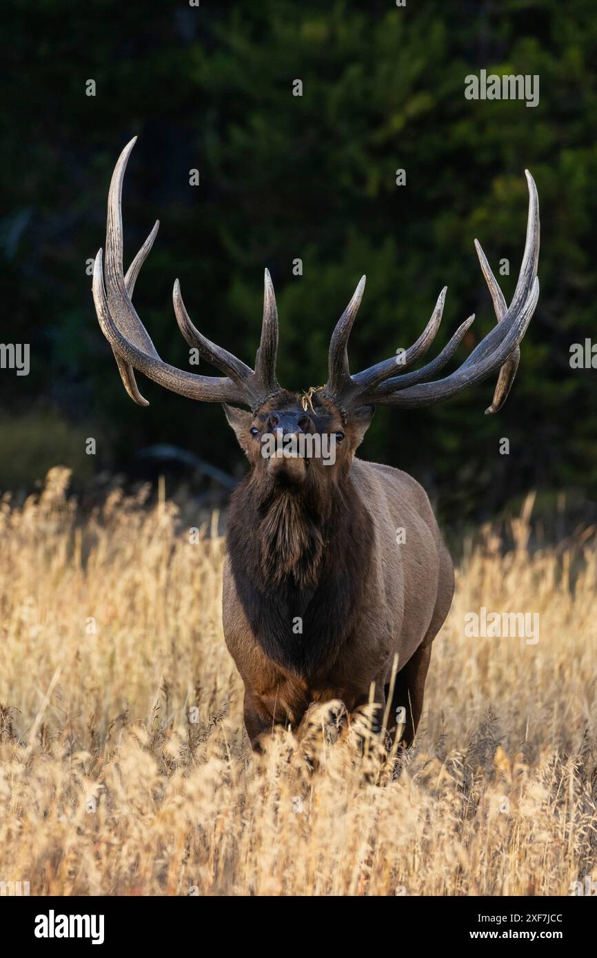 Giant bull elk claiming his territory, USA, Wyoming Stock Photo - Alamy