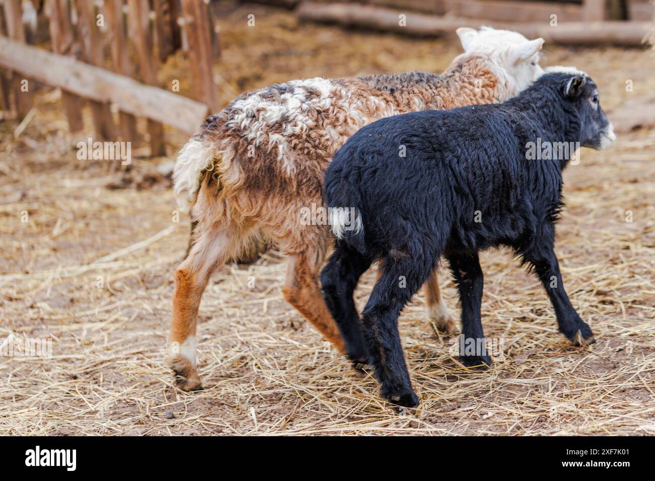 two lambs walking together in a farm yard. The lamb on the left is ...