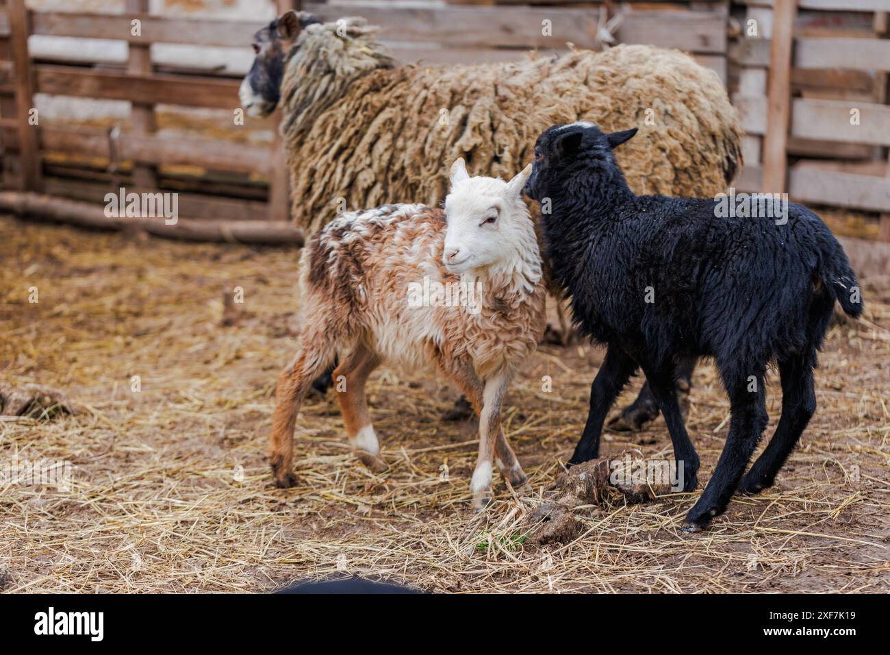 two lambs walking together in a farm yard. The lamb on the left is ...