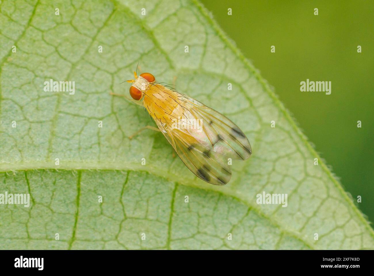 Lauxaniidae hi-res stock photography and images - Alamy