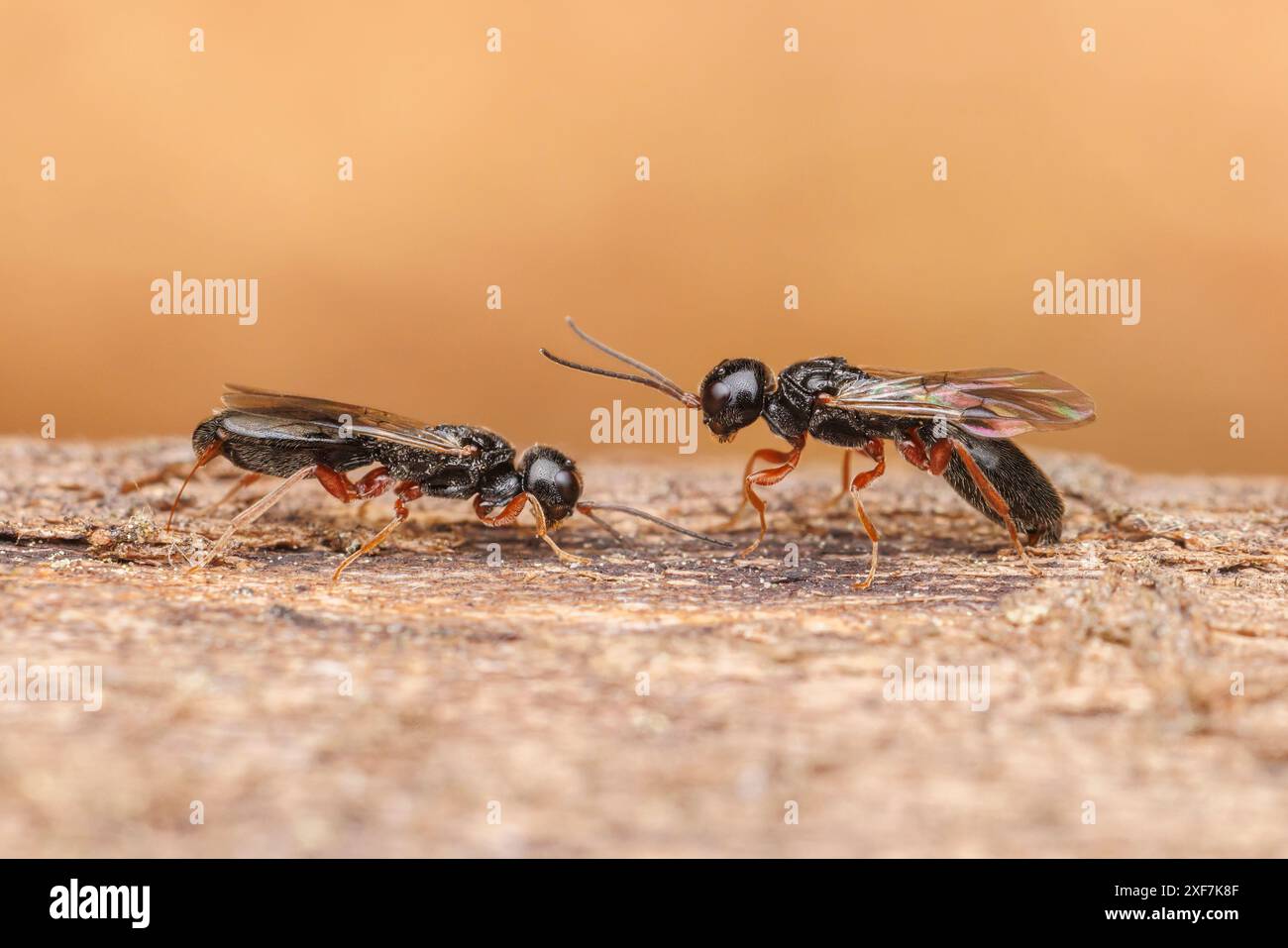 Female Vanhorniid Wasps (Vanhornia eucnemidarum) ovipositing into dead ...