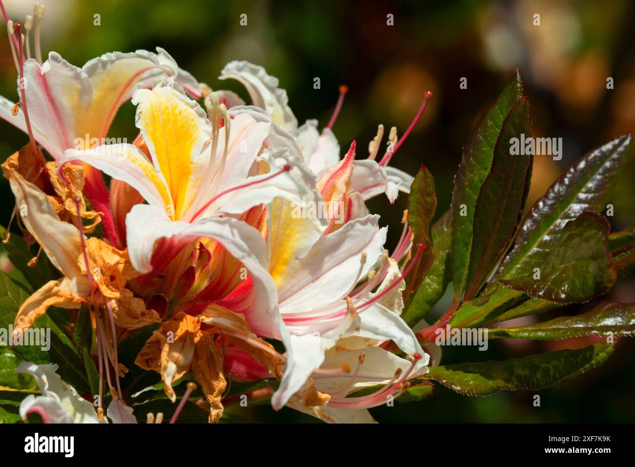 Western azalea (Rhododendron occidentale), Otter Point State Park ...