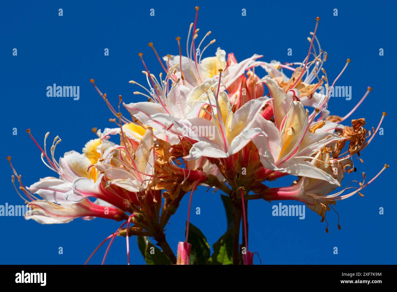 Western azalea (Rhododendron occidentale), Otter Point State Park ...
