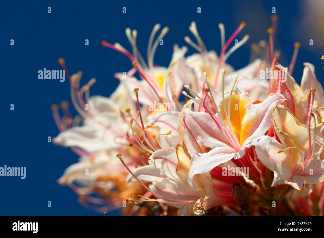 Western azalea (Rhododendron occidentale), Otter Point State Park ...