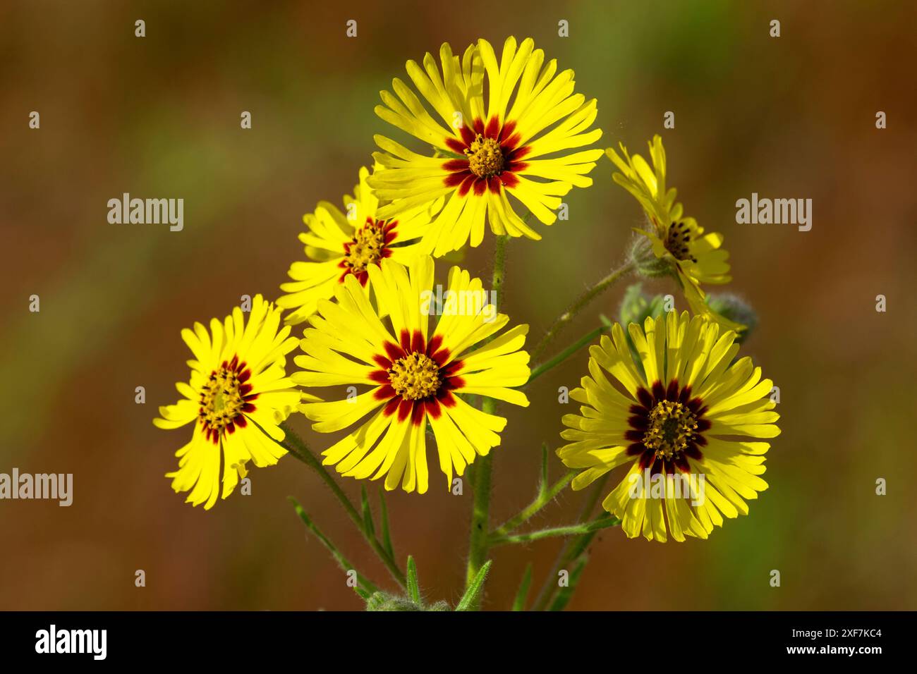 Common madia (Madia elegans), Ankeny National Wildlife Refuge, Marion ...