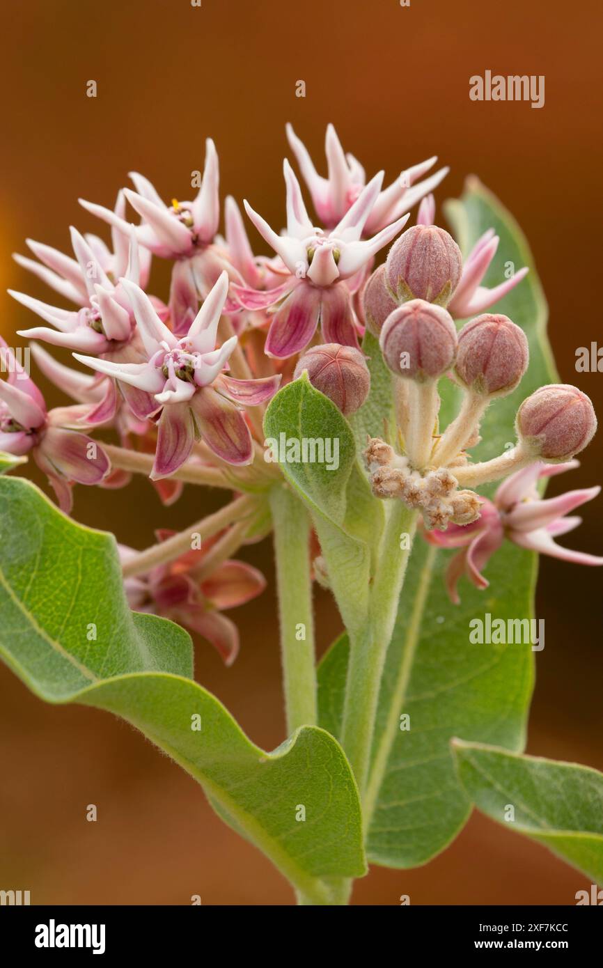 Restored prairie flowers hi-res stock photography and images - Alamy