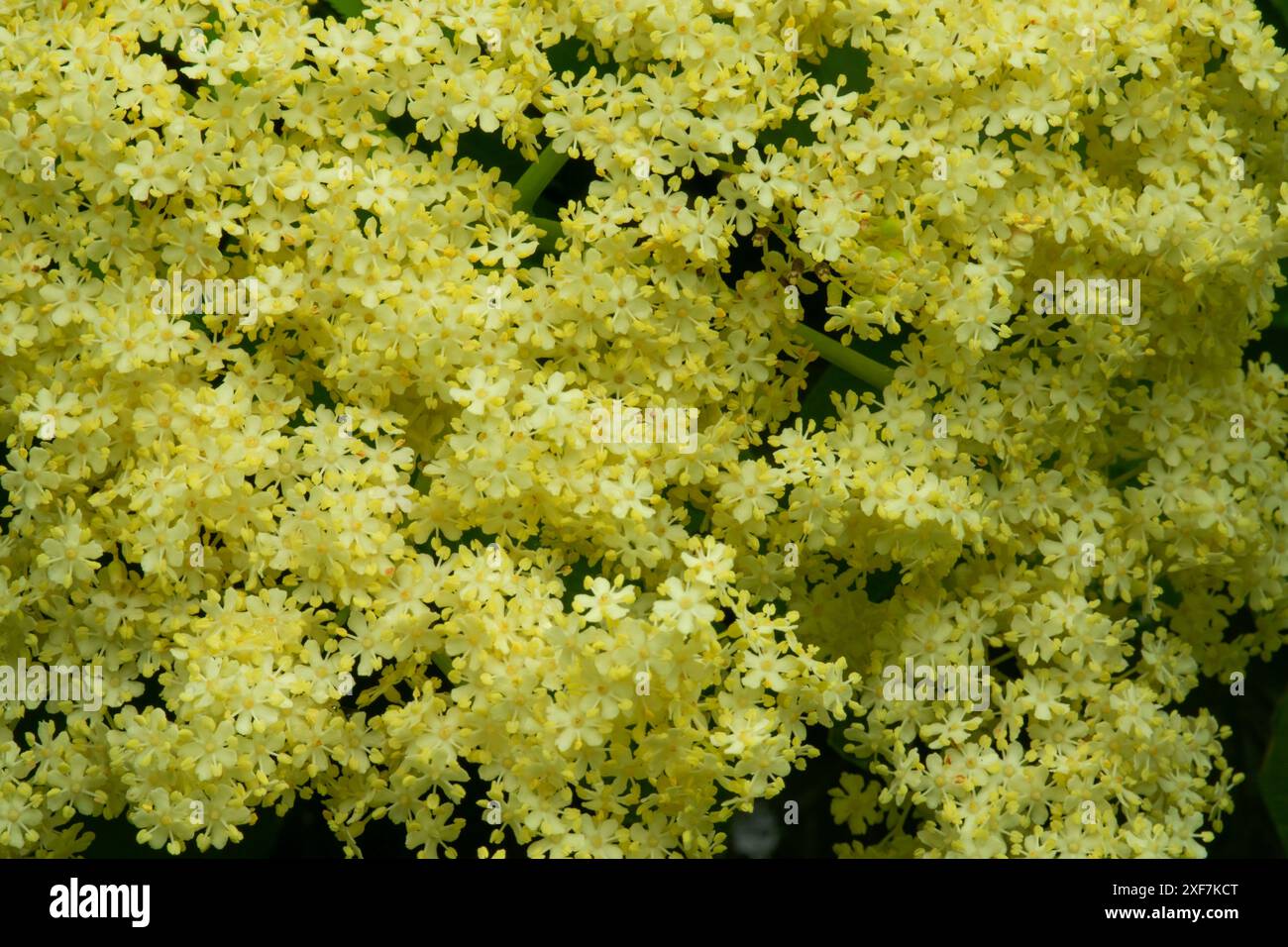 Blue elderberry (Sambucus cerulea), Willamette Mission State Park ...