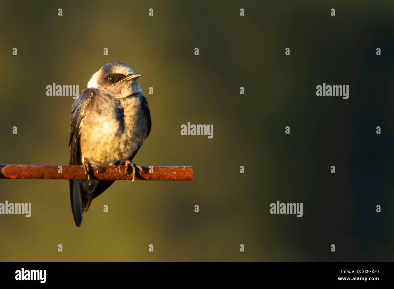 Purple Martin (Progne subis), Port of Siuslaw Marina, Florence, Oregon ...