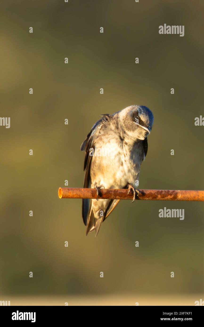 Purple Martin (Progne subis), Port of Siuslaw Marina, Florence, Oregon ...
