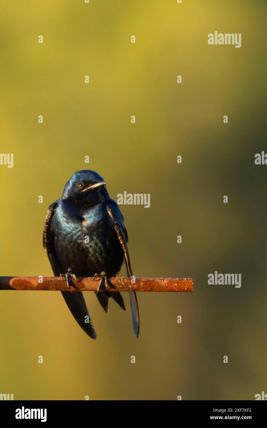 Purple Martin (Progne subis), Port of Siuslaw Marina, Florence, Oregon ...