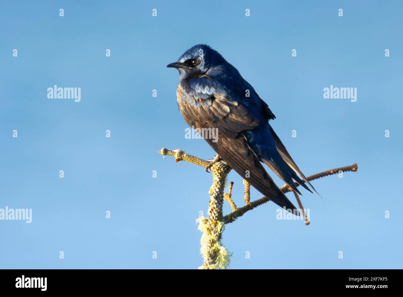 Purple Martin (Progne subis), Port of Siuslaw Marina, Florence, Oregon ...