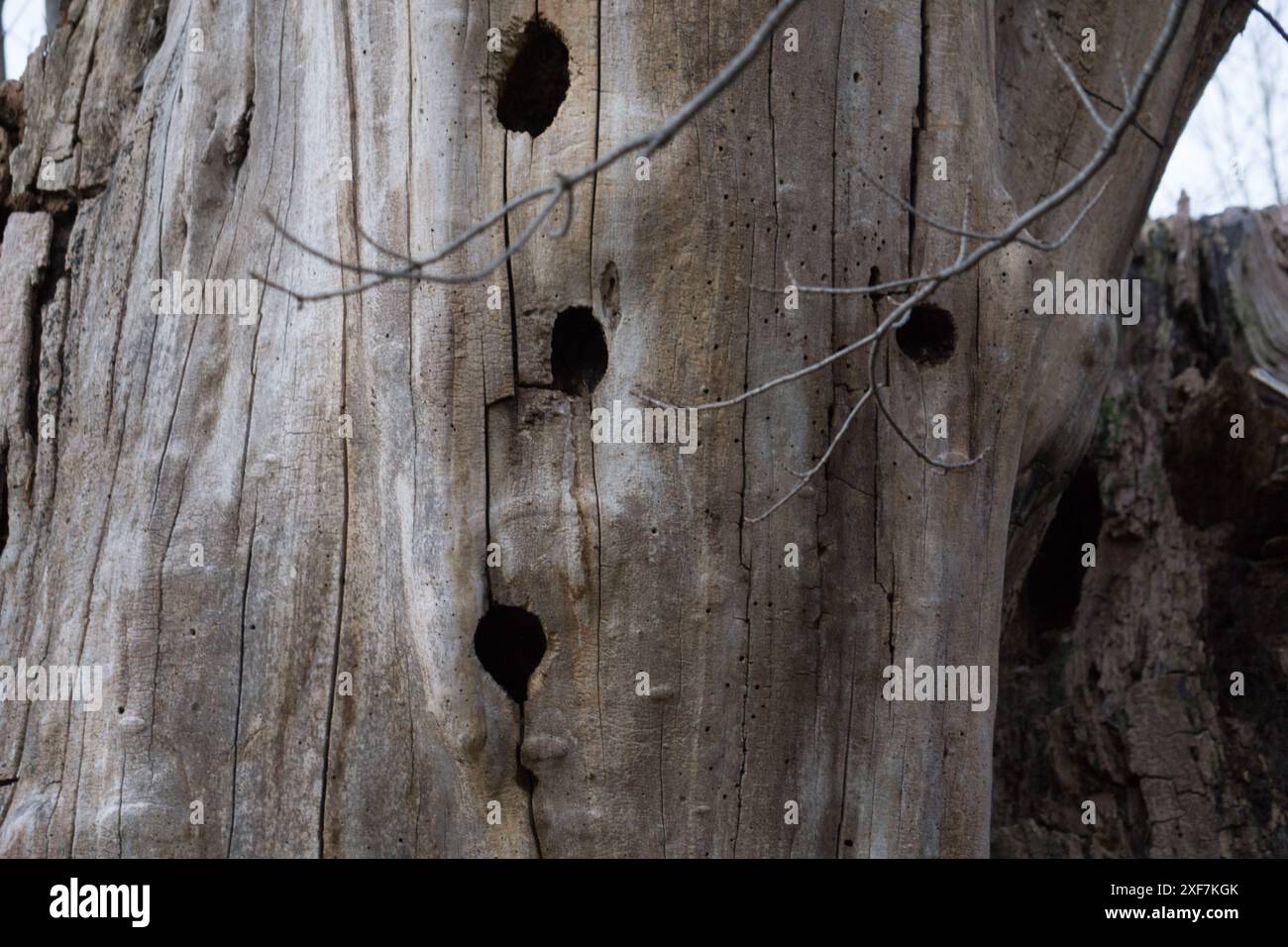 Tree trunk many branches hi-res stock photography and images - Alamy