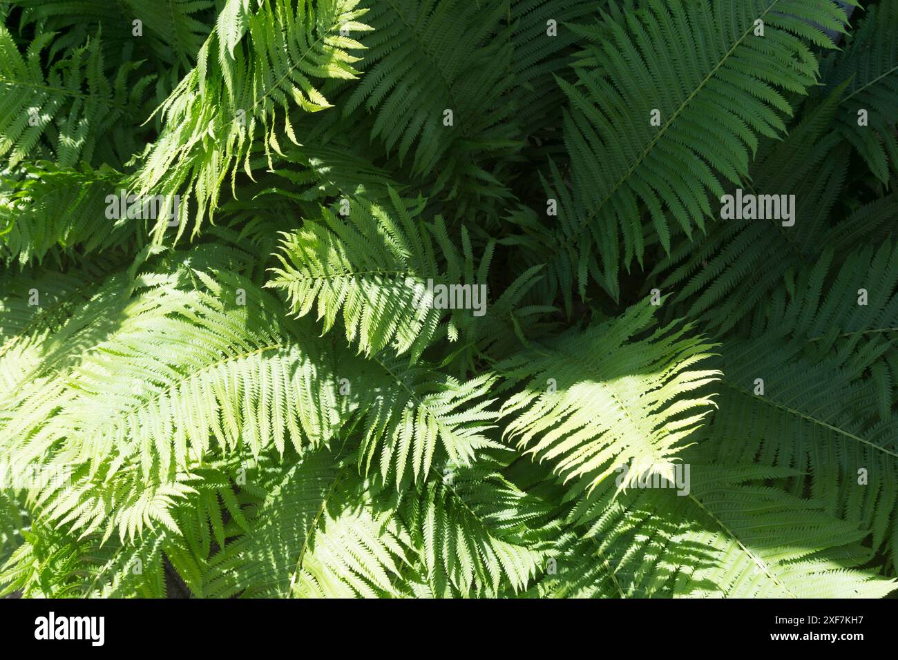 Patch of ferns hi-res stock photography and images - Alamy