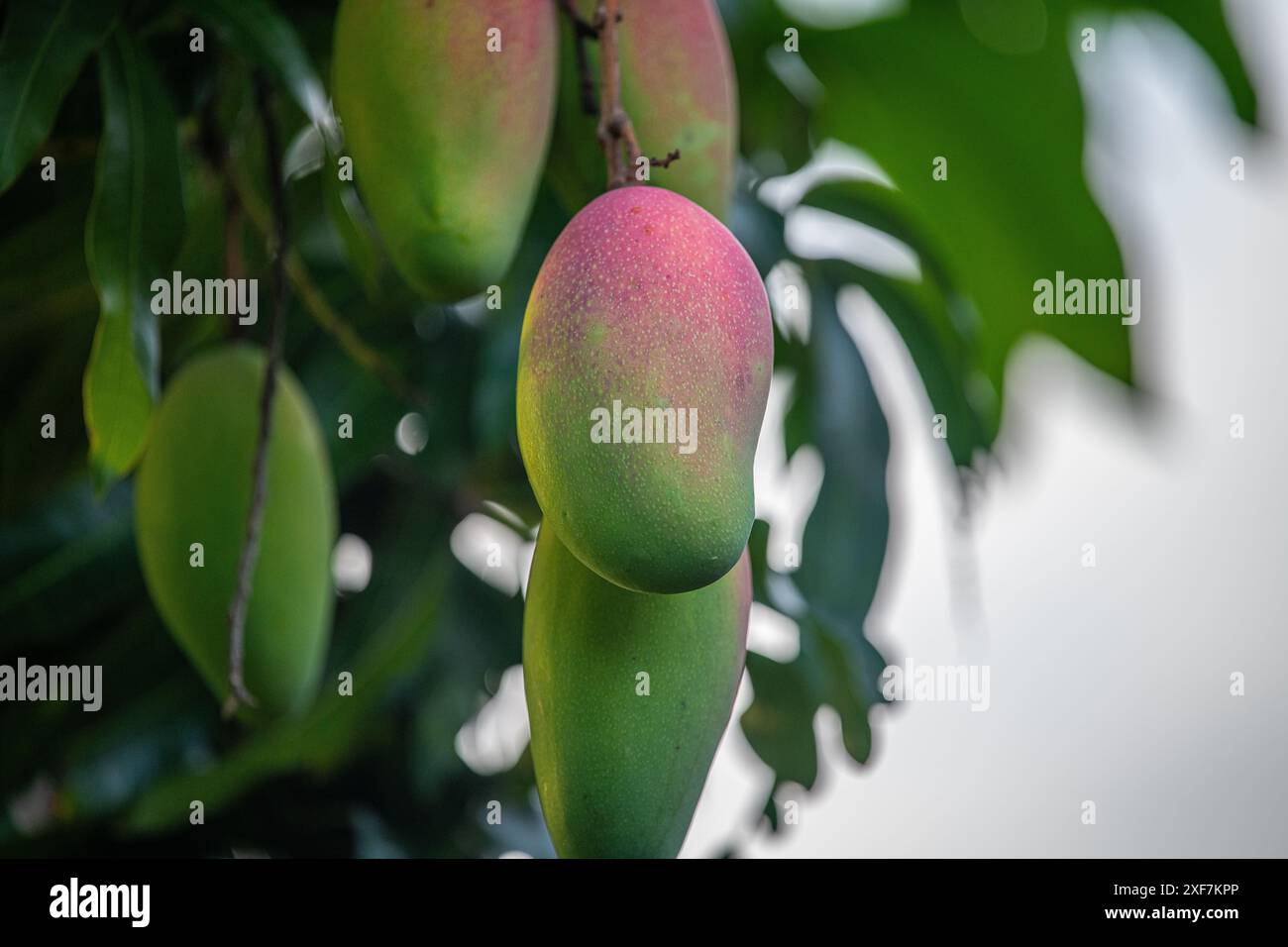 Florida food papaya hi-res stock photography and images - Alamy