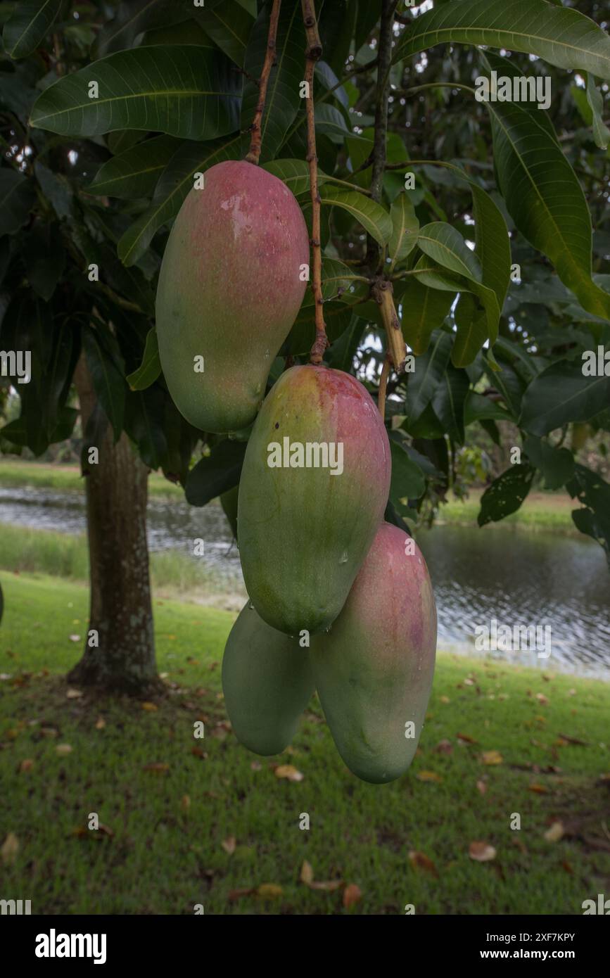 Mangos hanging from a branch of a mango tree Stock Photo - Alamy