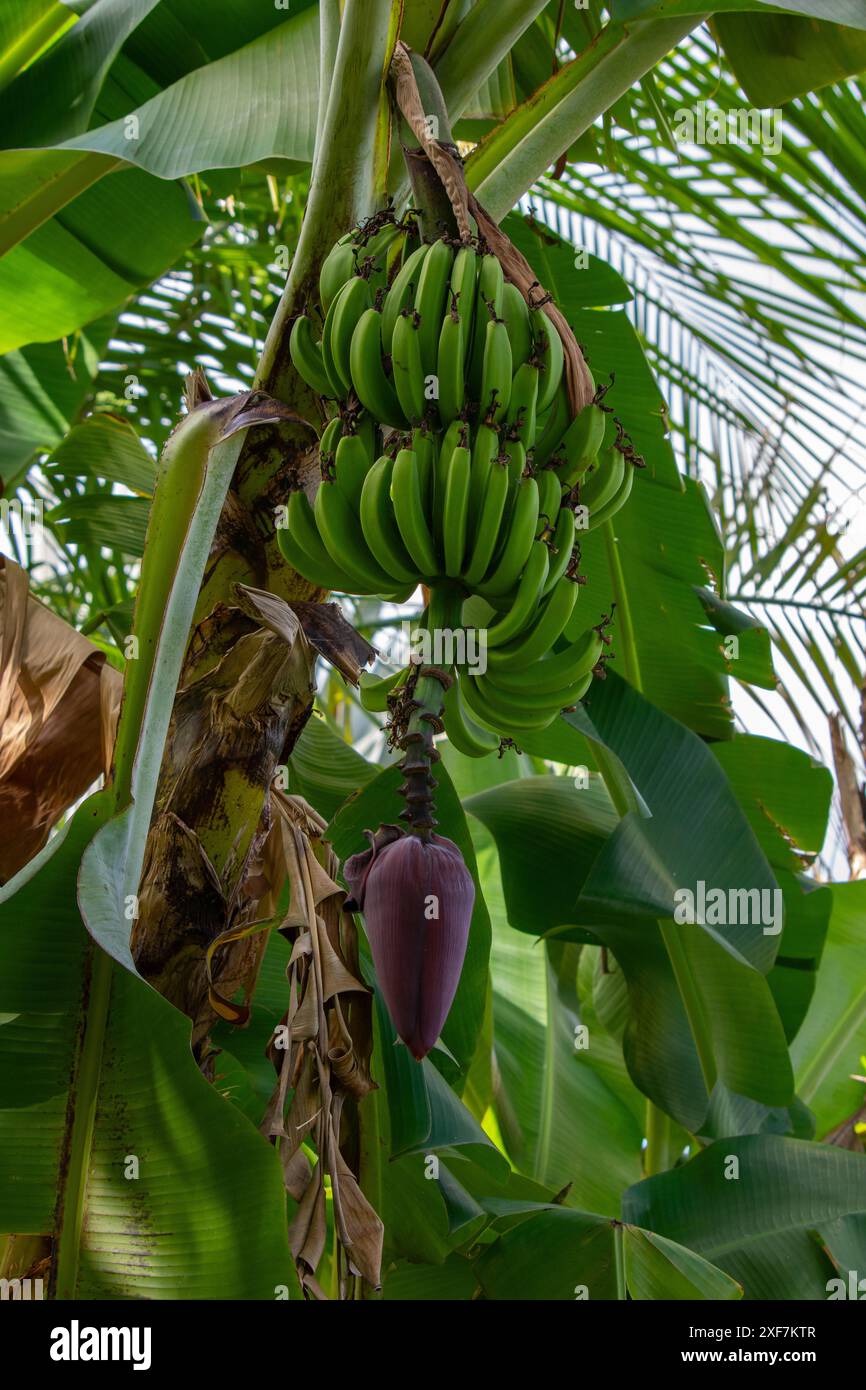 Bananas hanging from a banana plant Stock Photo - Alamy