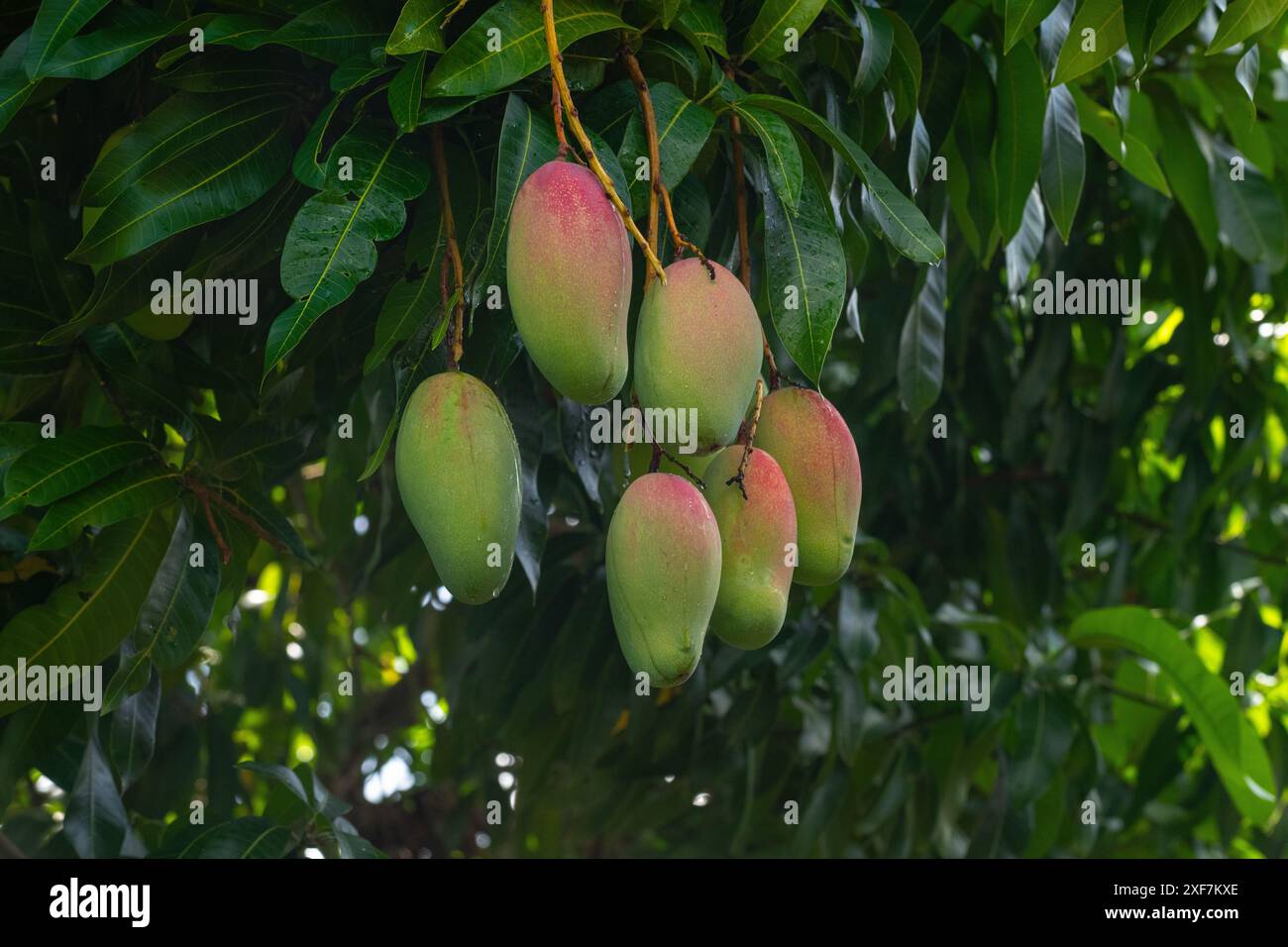 Mangos hanging from a branch of a mango tree Stock Photo - Alamy