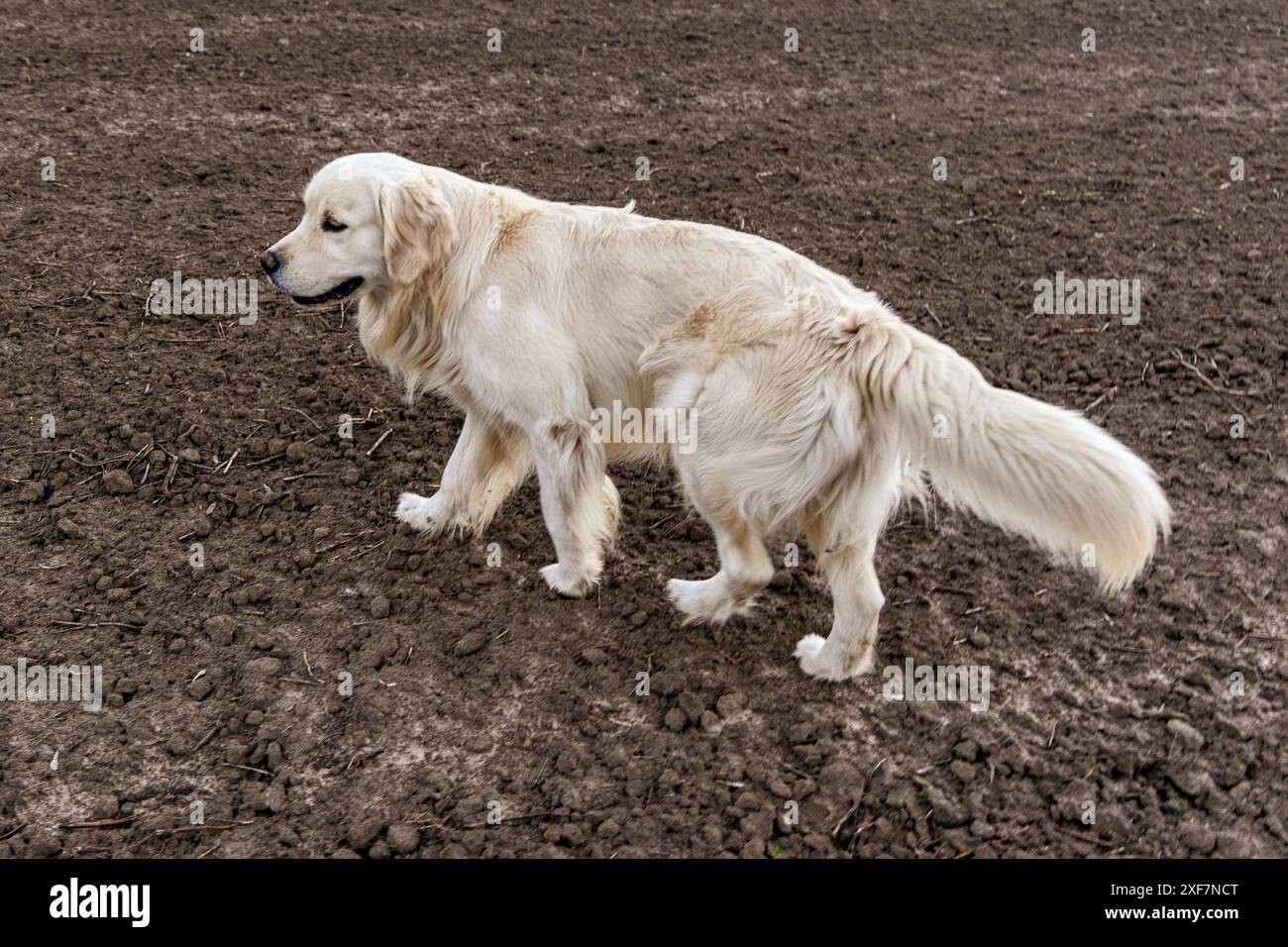 A Golden Retriever walks on a dirt path, its tail wagging behind it ...