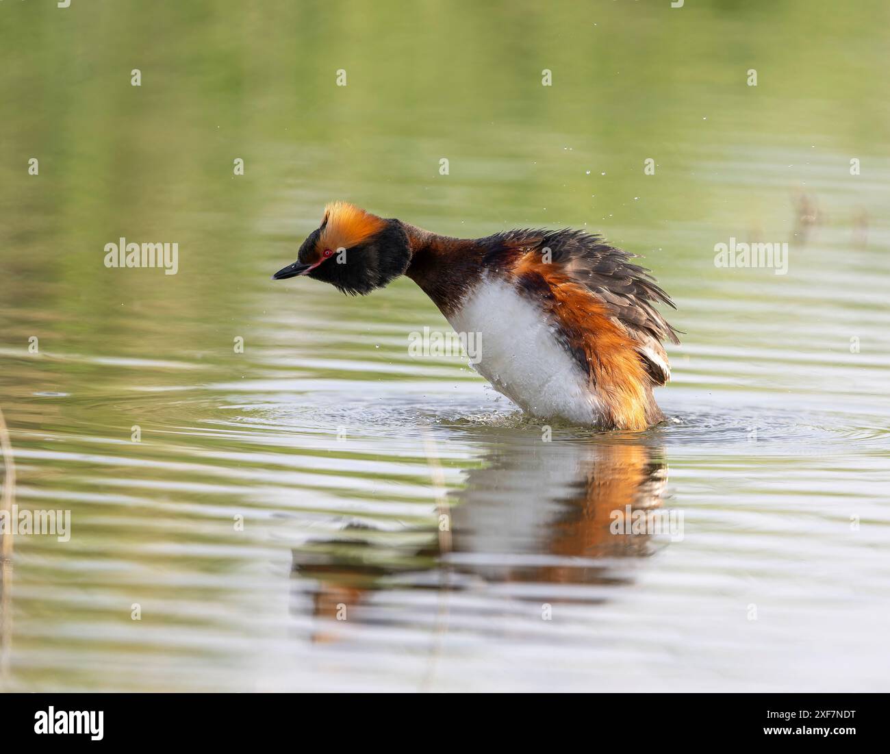 In Altay, China, a water bird with black, yellow, and chestnut colors ...