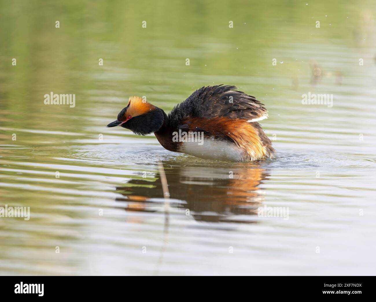 In Altay, China, a water bird with black, yellow, and chestnut colors ...