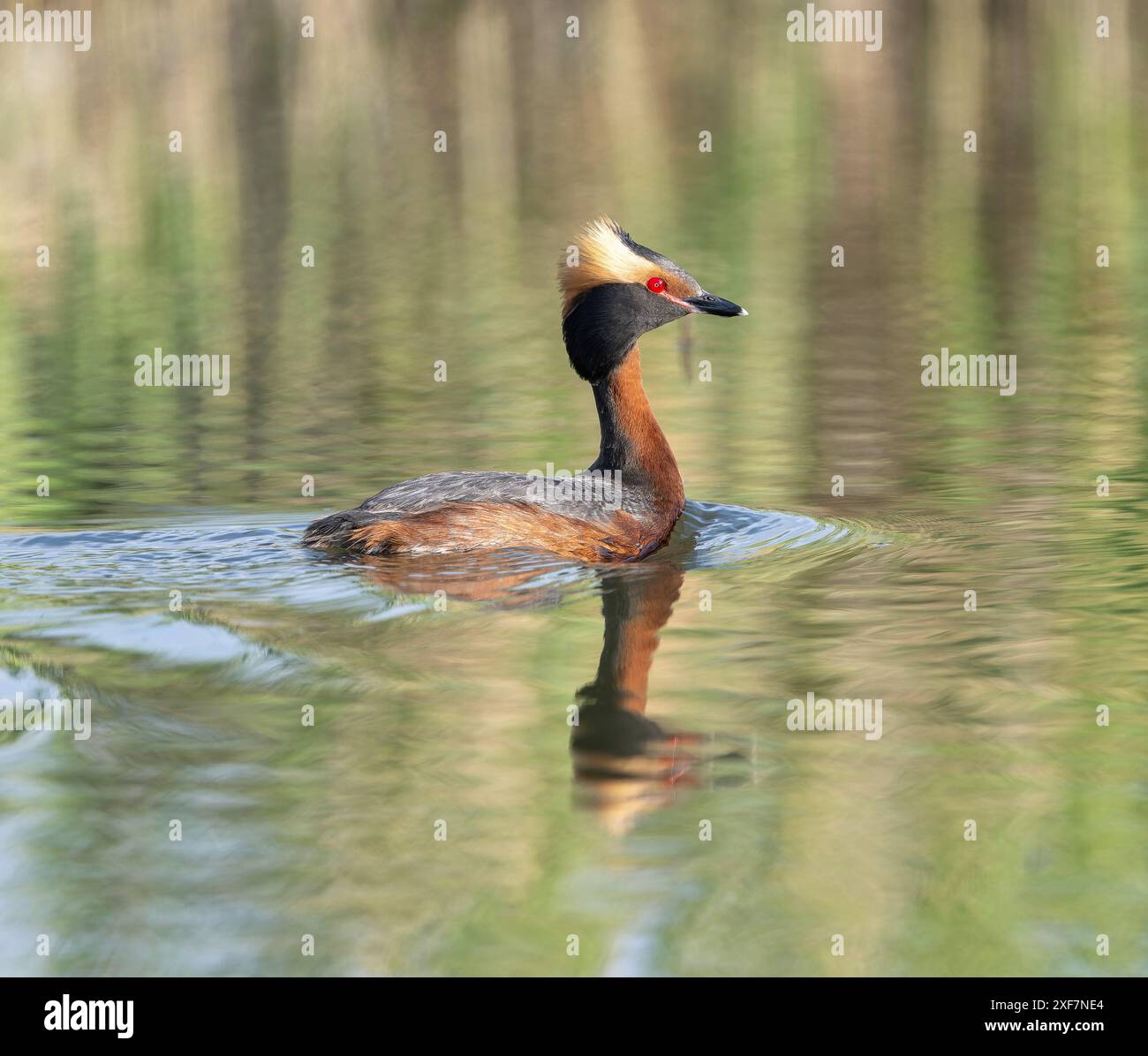 In Altay, China, a water bird with black, yellow, and chestnut colors ...