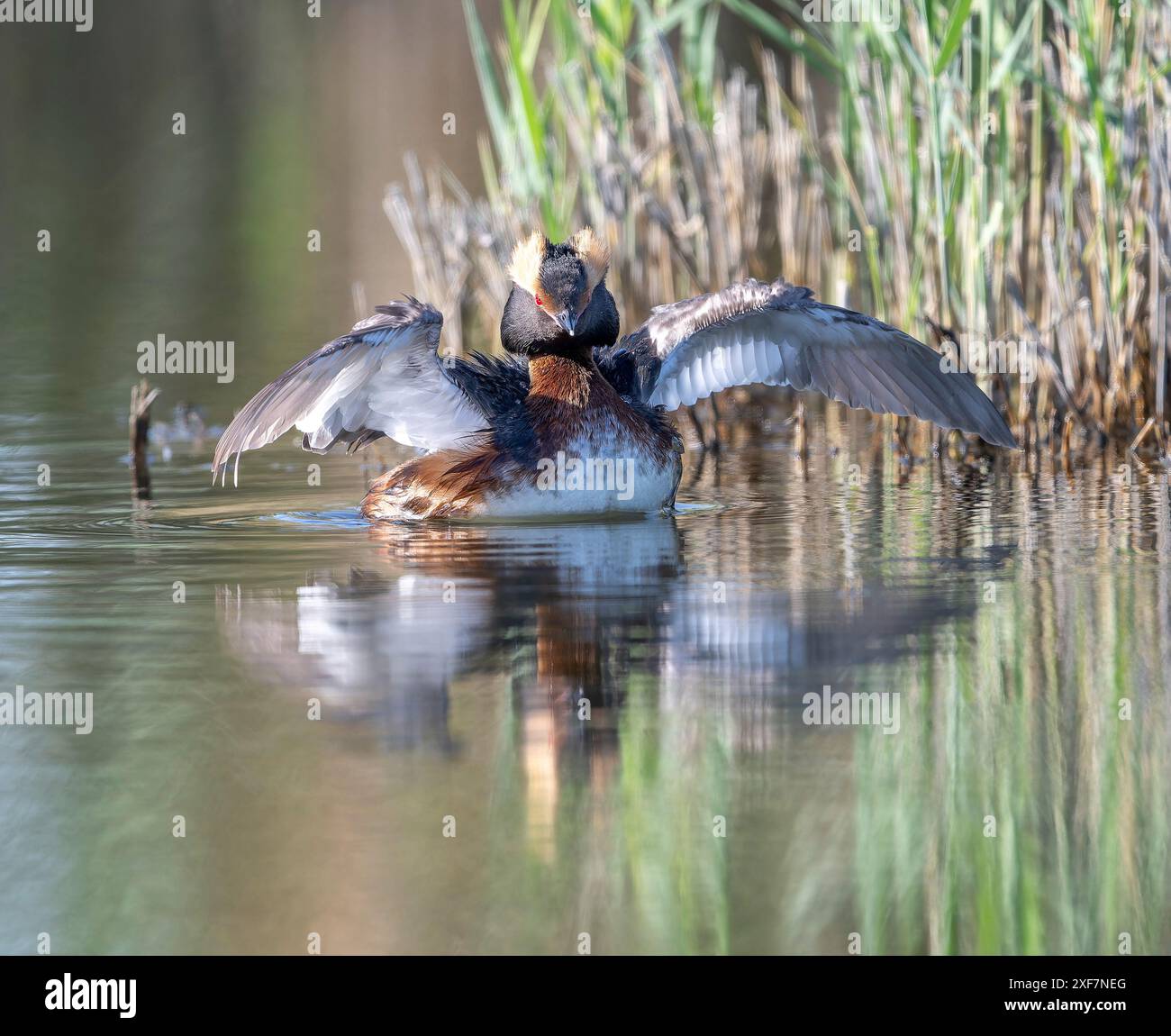 In Altay, China, a water bird with black, yellow, and chestnut colors ...