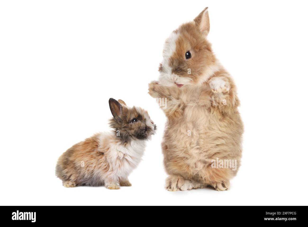 Mother rabbit and baby bunny isolated on white Stock Photo - Alamy