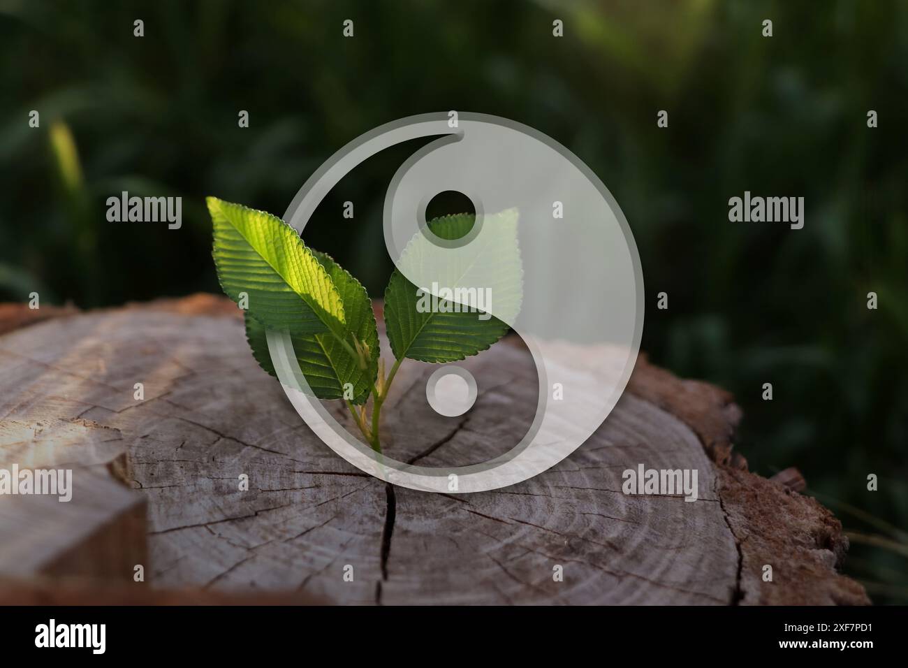 Yin-yang symbol and tree stump with green leaves Stock Photo - Alamy