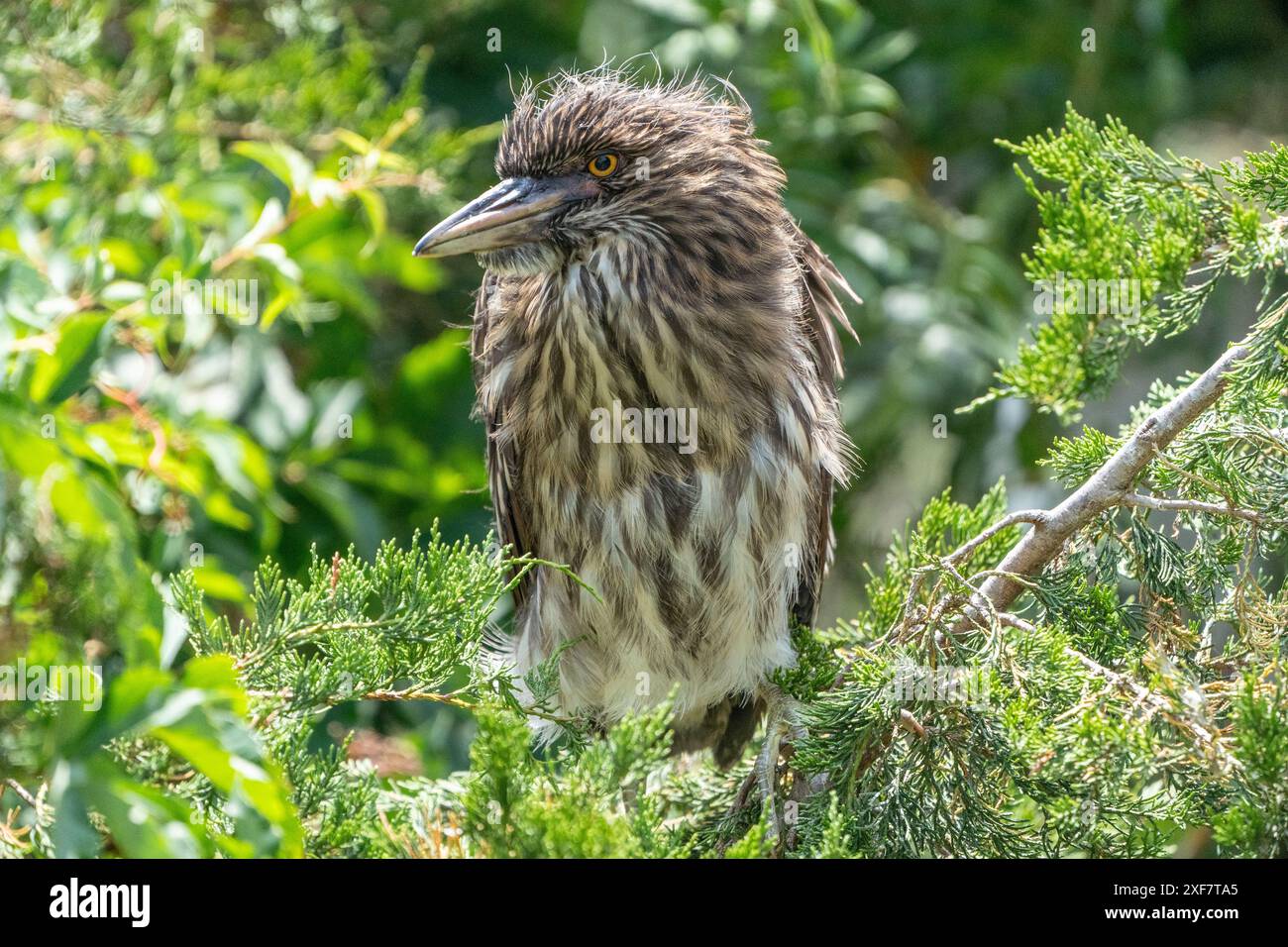 Young Black-crowned Night Heron in rookery Stock Photo - Alamy