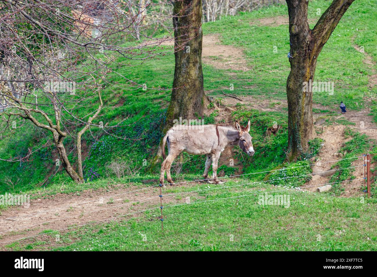 Beautiful young donkey standing hi-res stock photography and images - Alamy