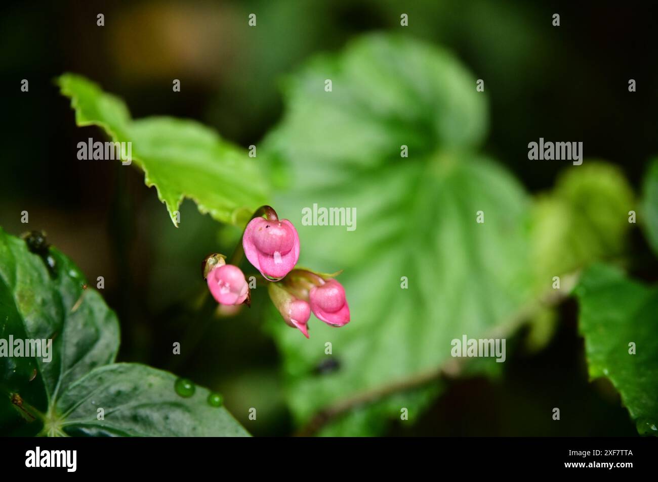 Duckfoot begonia hi-res stock photography and images - Alamy