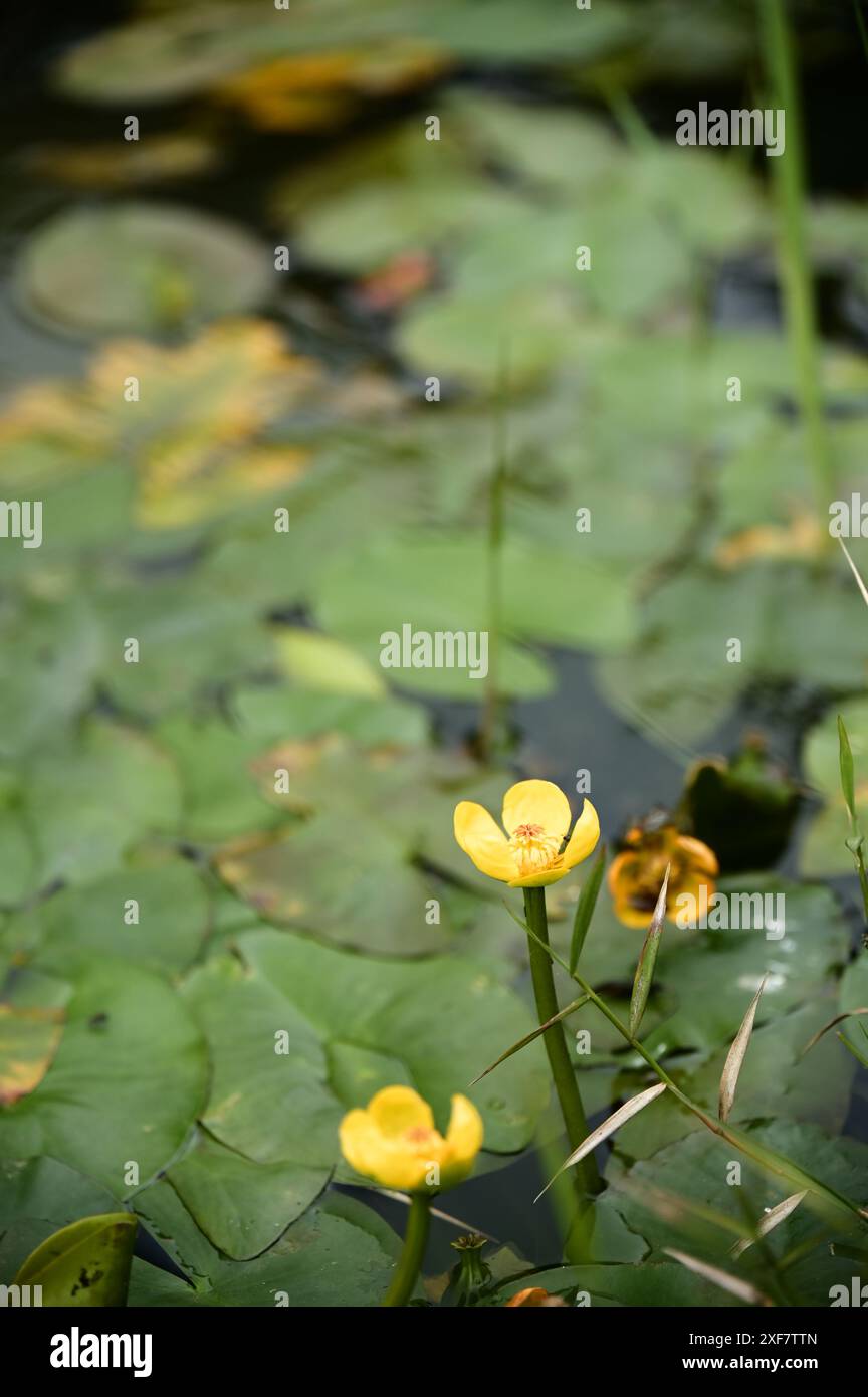 Nuphar shimadai hi-res stock photography and images - Alamy