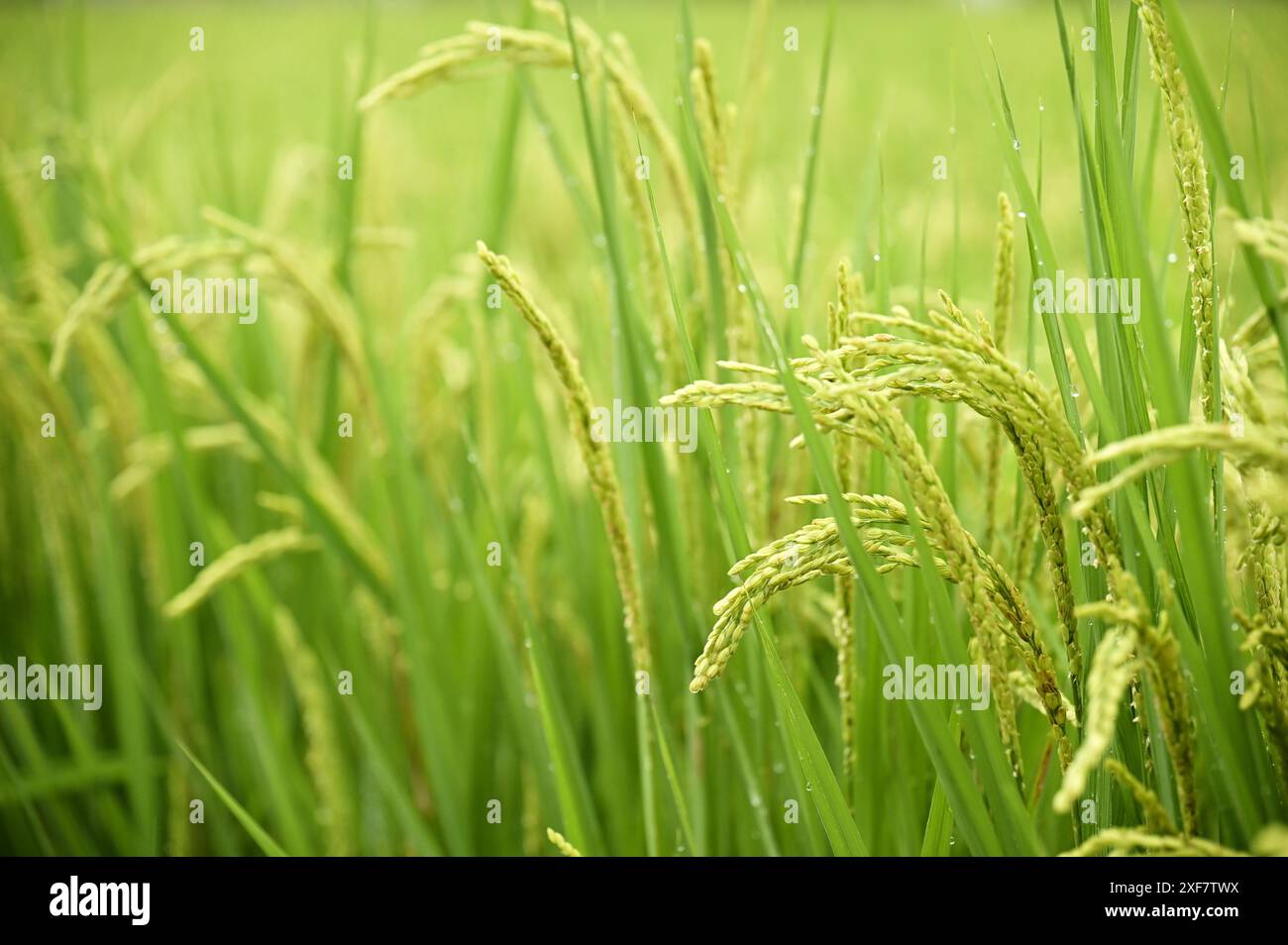 Rice spikelet formation is vital in rice growth, directly impacting ...