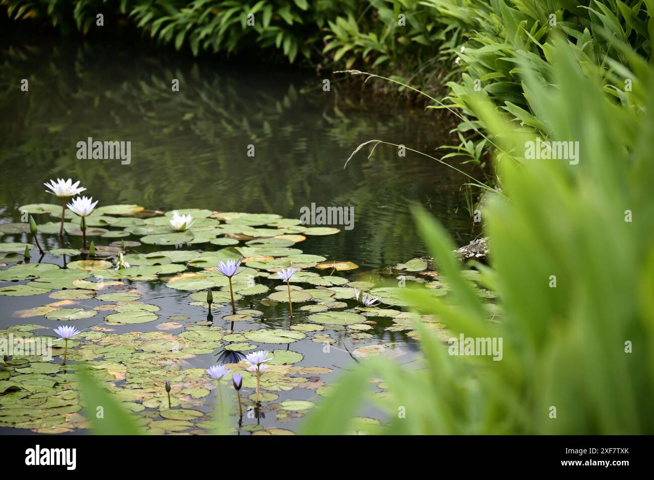 Erzihping Ecological Pond in Yangmingshan National Park is known for ...