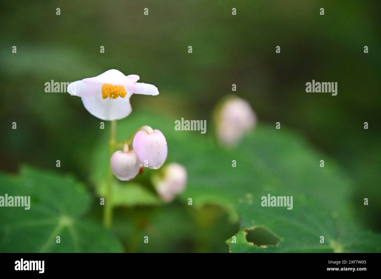 Begonia formosana hi-res stock photography and images - Alamy