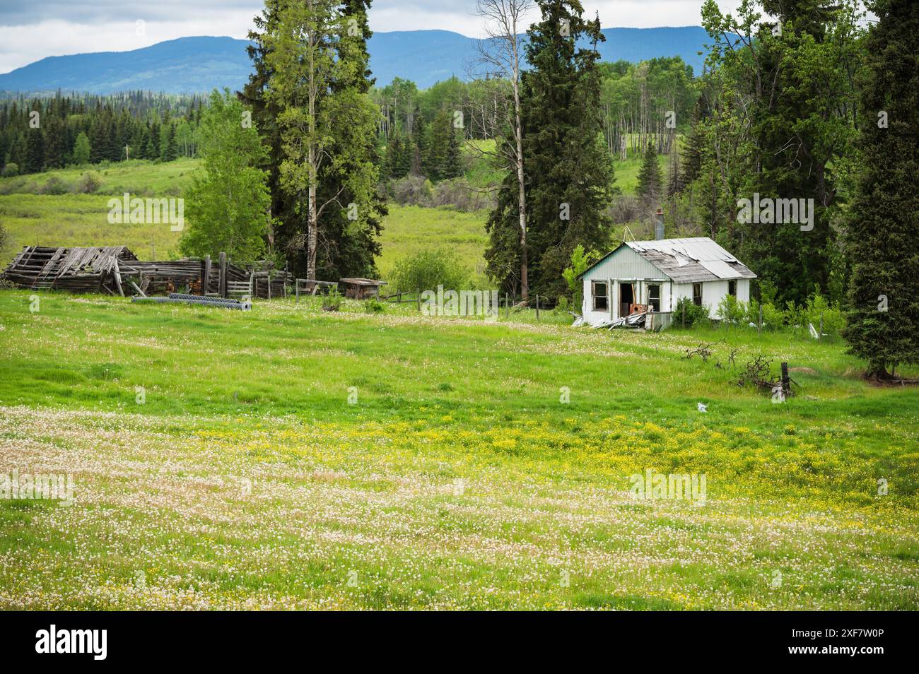 An abandoned farm with a field full of wild flowers. Along Highway 97 ...