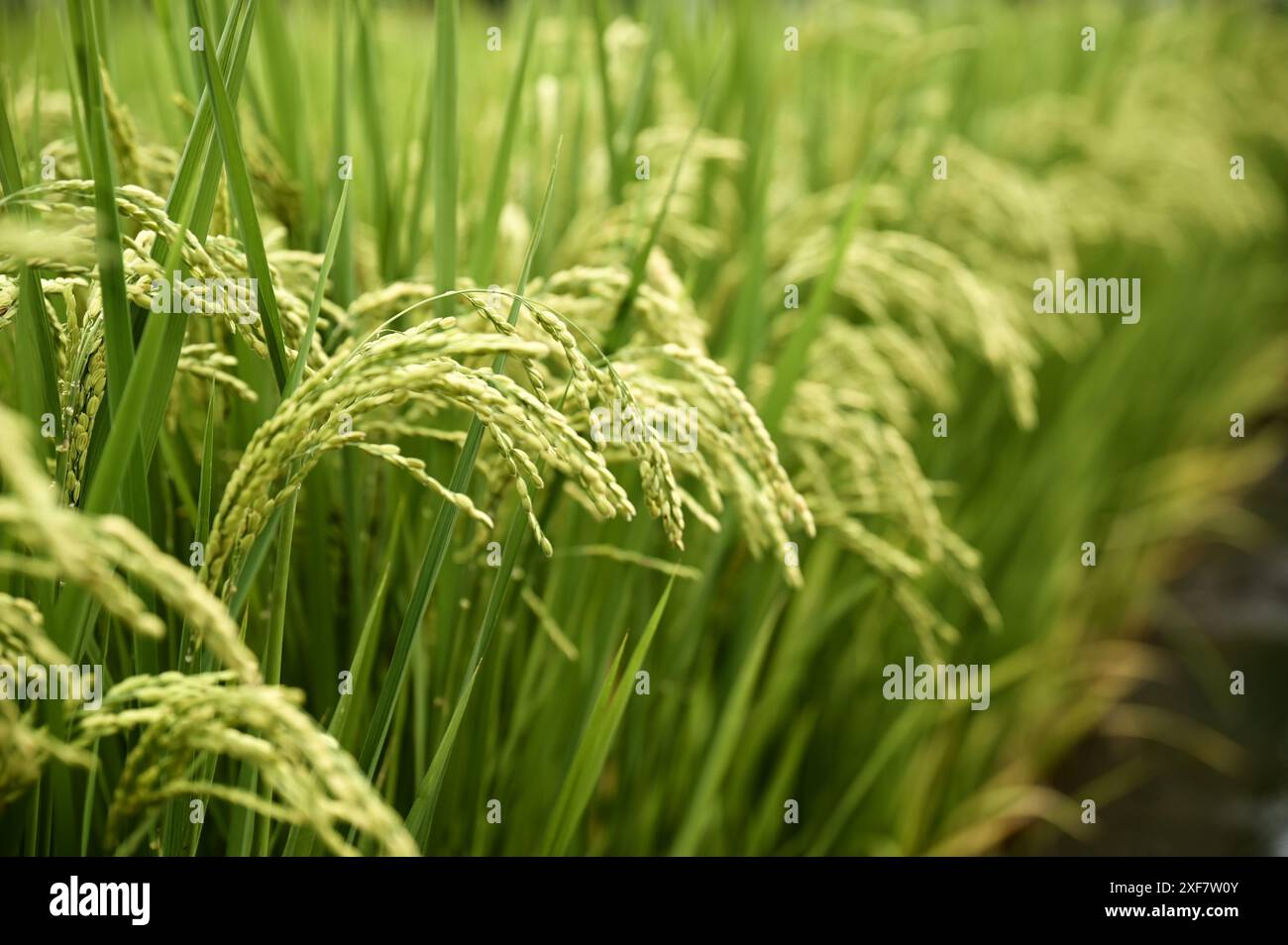 Rice spikelet formation is vital in rice growth, directly impacting ...