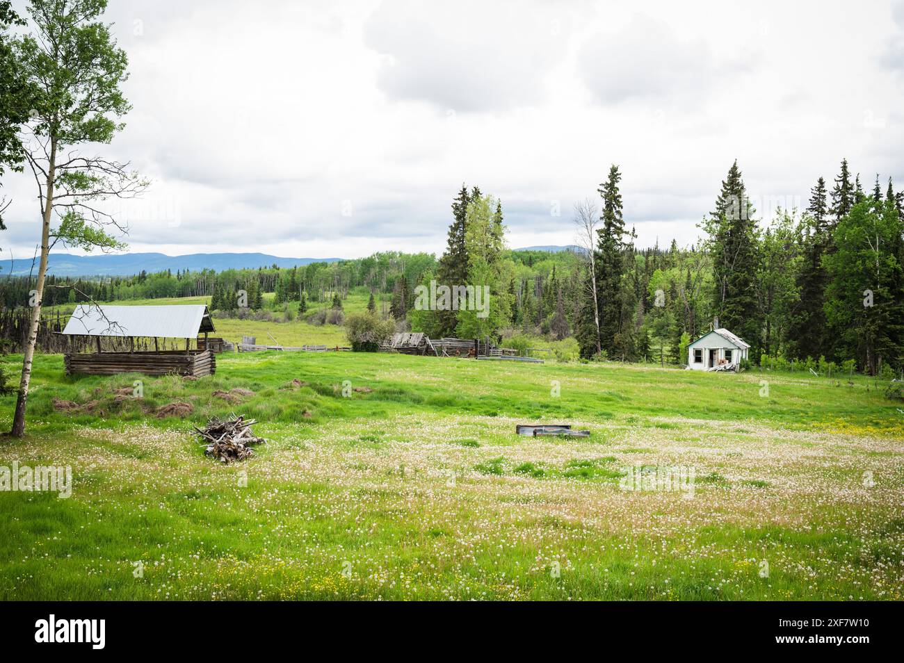 An abandoned farm with a field full of wild flowers. Along Highway 97 ...