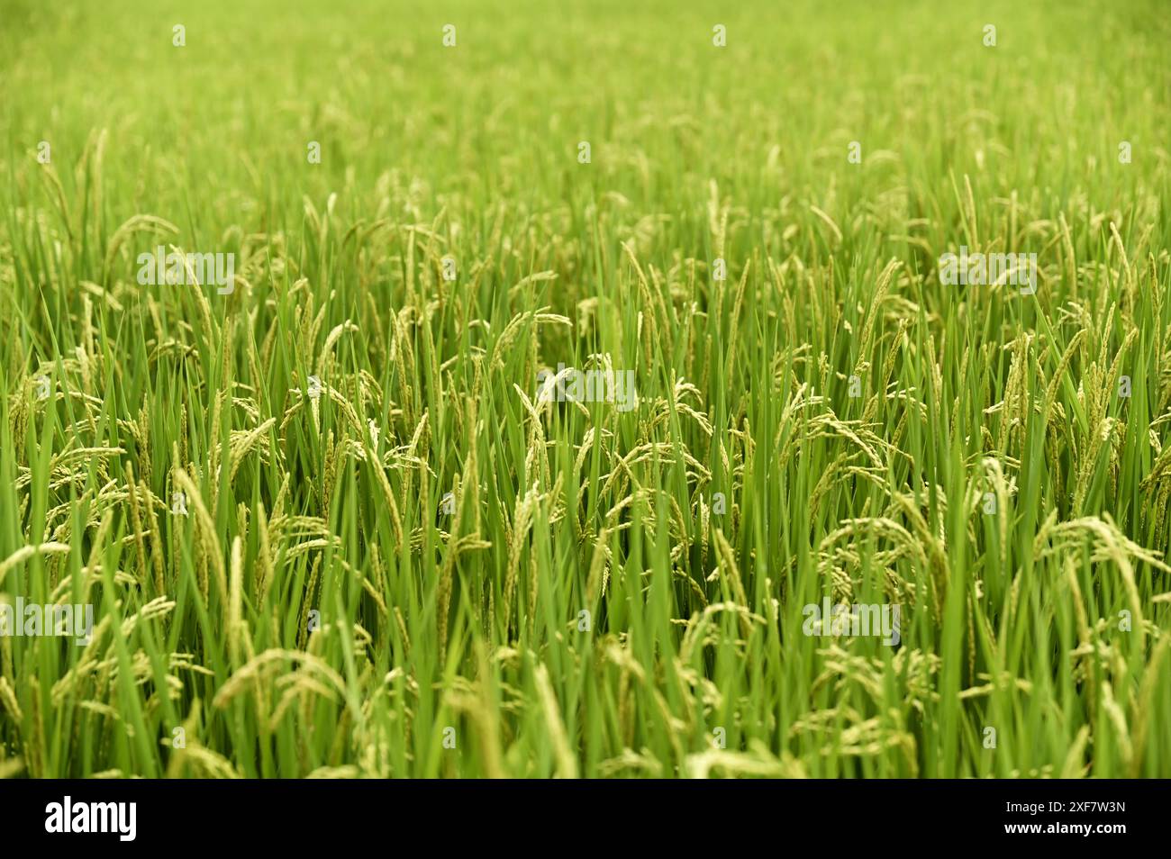 Abiotic stress tolerance hi-res stock photography and images - Alamy