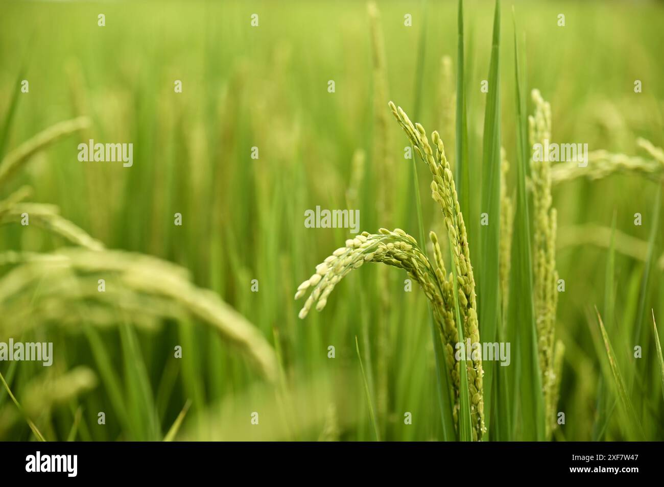 Rice spikelet formation is vital in rice growth, directly impacting ...