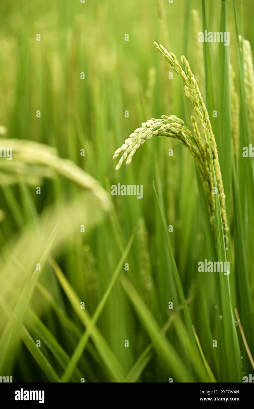 Rice spikelet formation is vital in rice growth, directly impacting ...