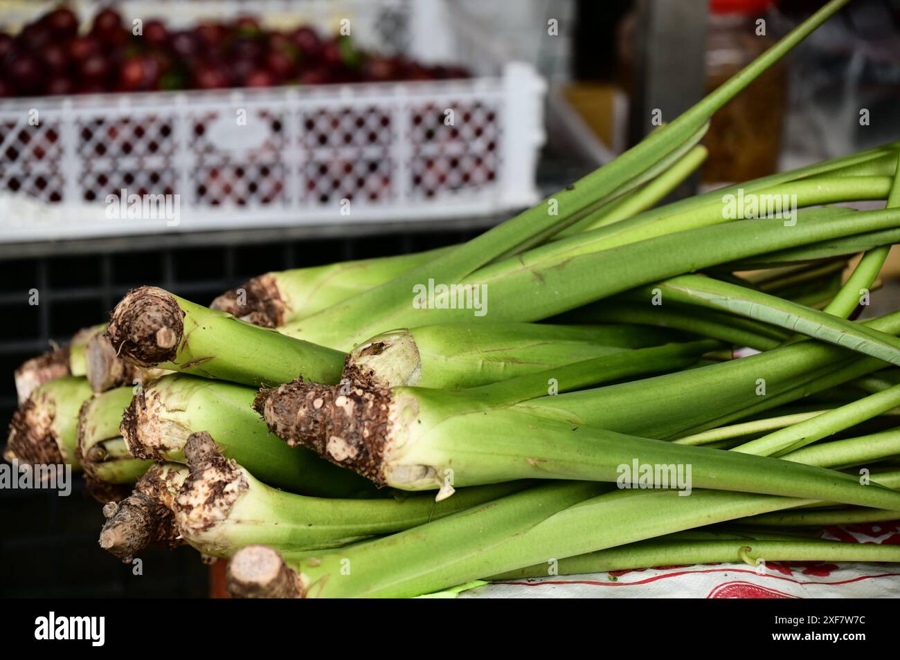 Taro stems are edible parts of the taro plant, known for their unique ...
