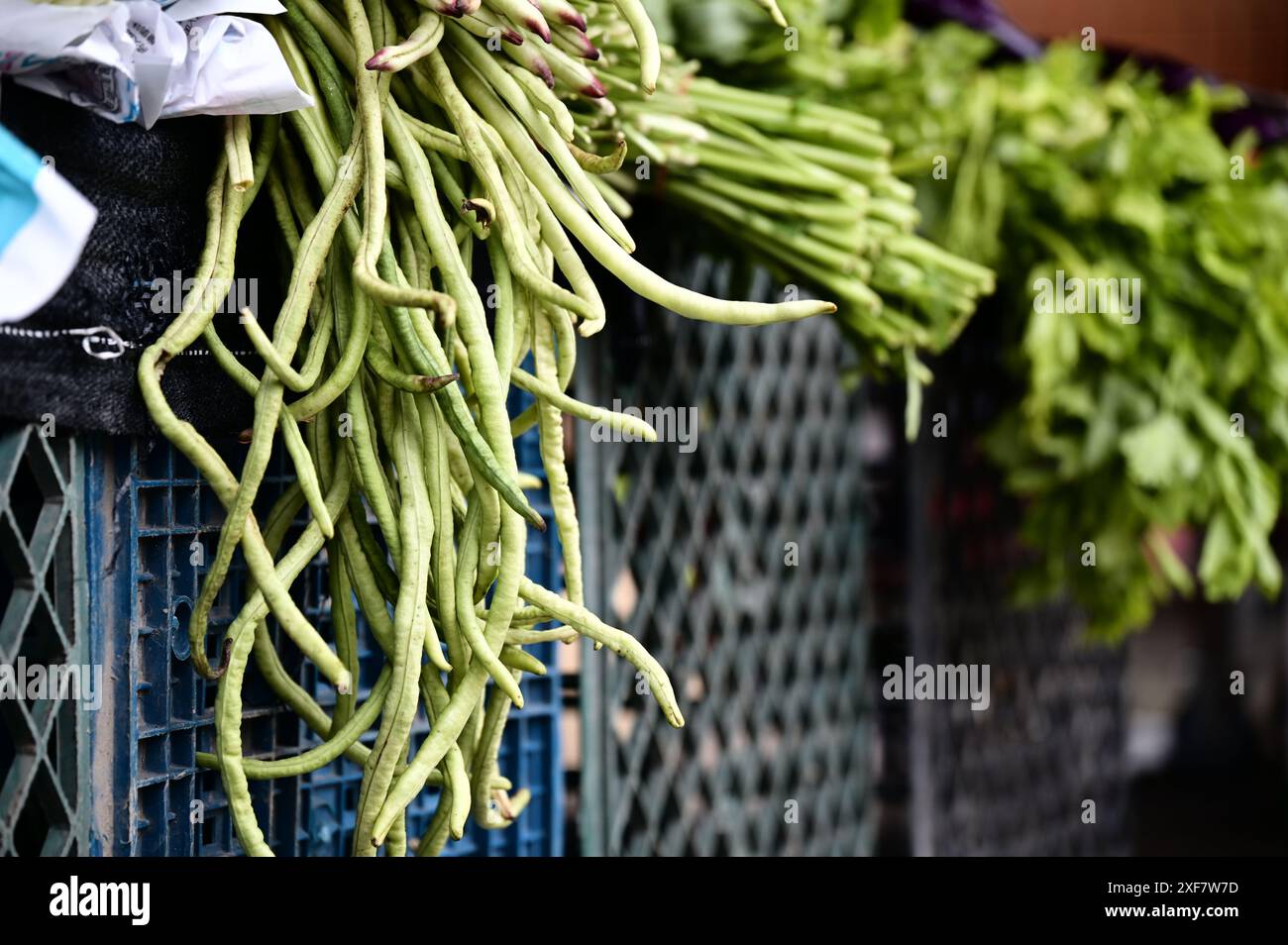 Yardlong beans (Long beans), a common sight in Taiwan's markets, are ...