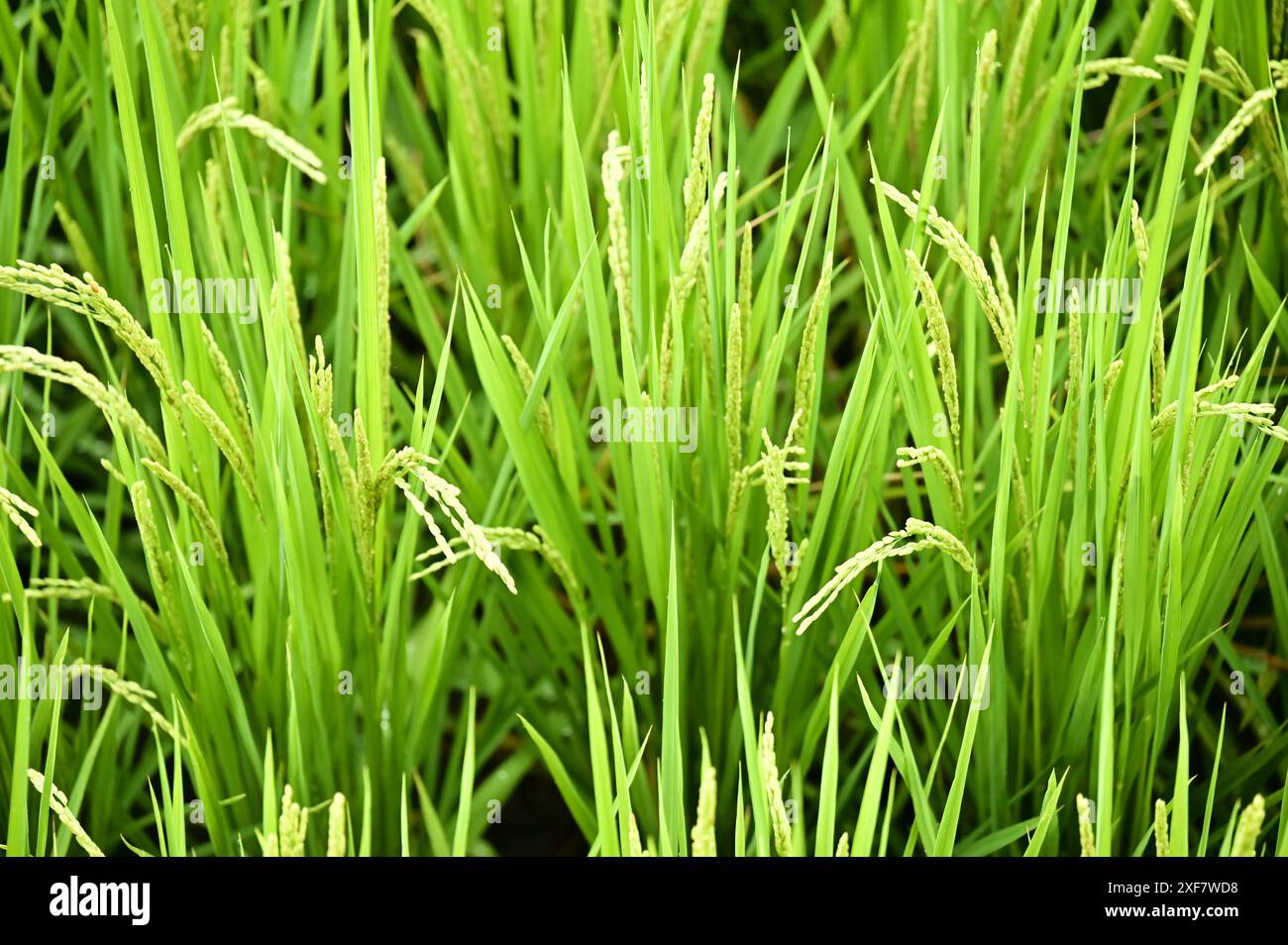 Rice breeding hi-res stock photography and images - Alamy