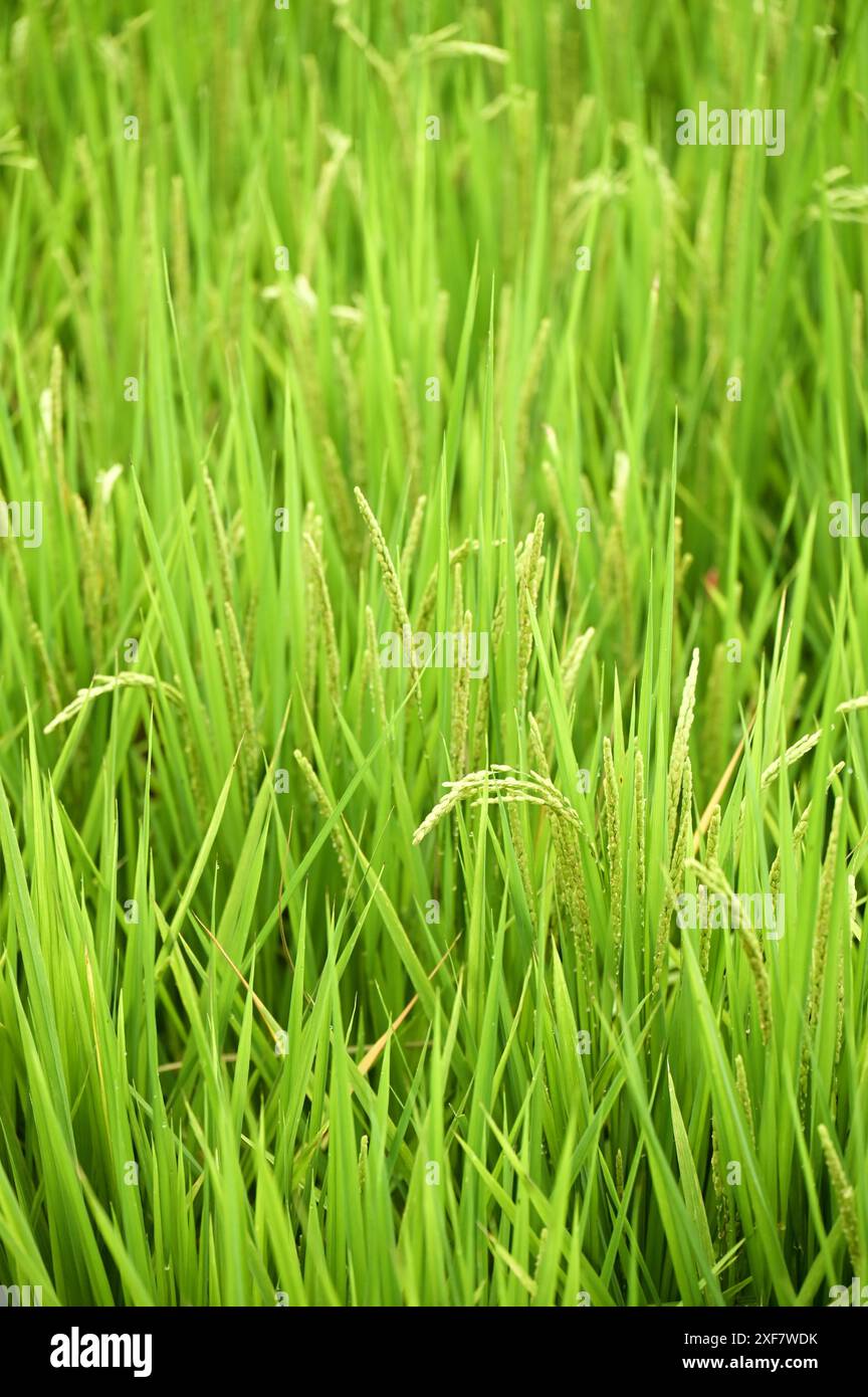 Rice spikelet formation is vital in rice growth, directly impacting ...