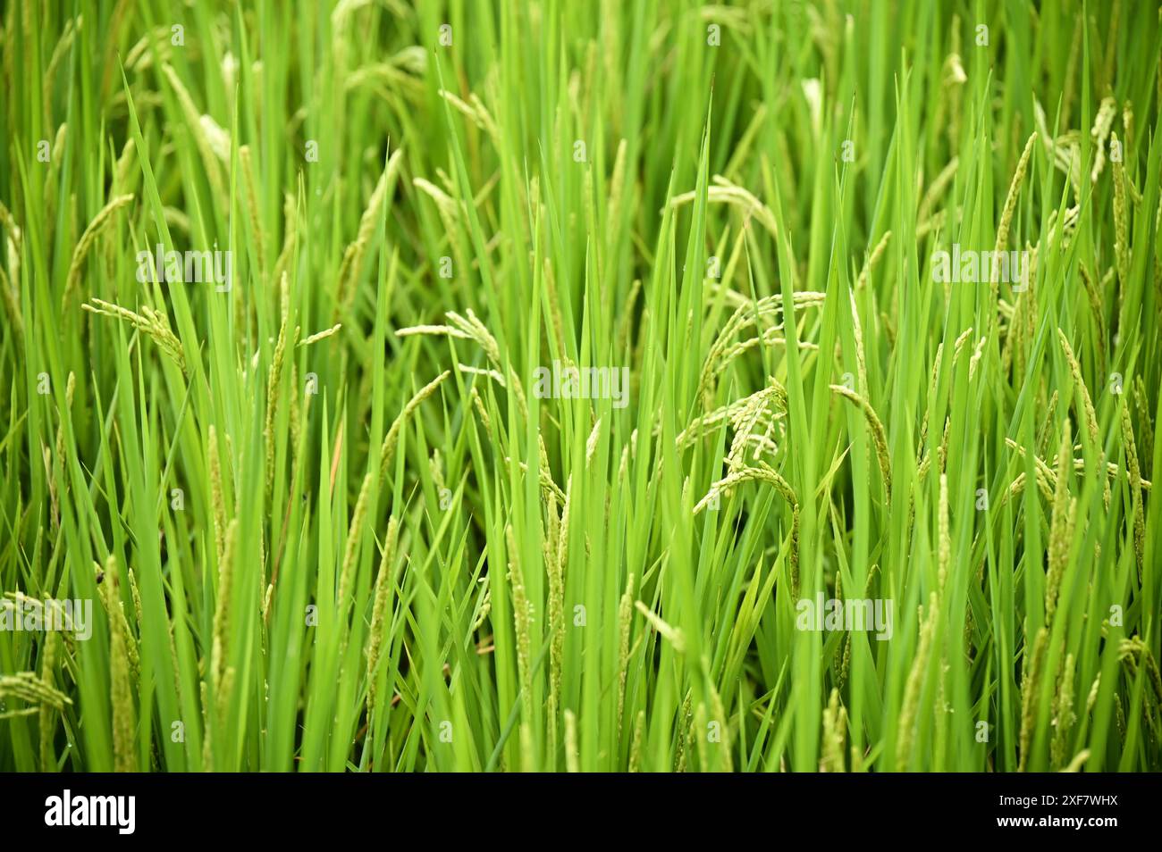 Rice spikelet formation is vital in rice growth, directly impacting ...