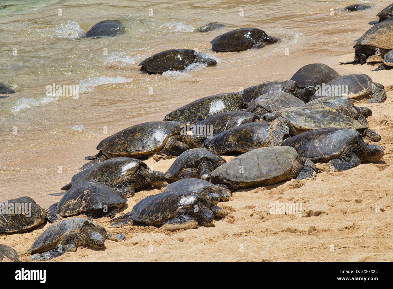 Large group of green sea turtles basking in the sun at Ho'okipa beach ...